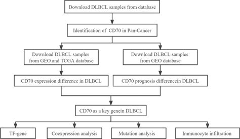 Cd70 Is A Potential Prognostic Marker And Significantly Regulates