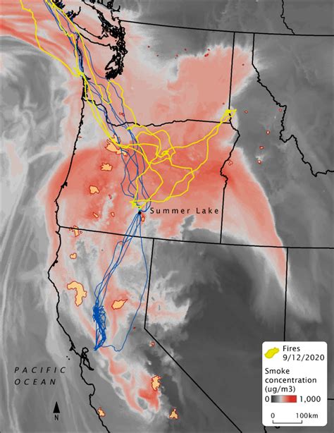 Wildfire And Smoke Affect Bird Migration In Western North America