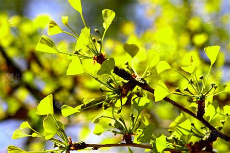 银杏嫩枝上嫩绿的初叶。