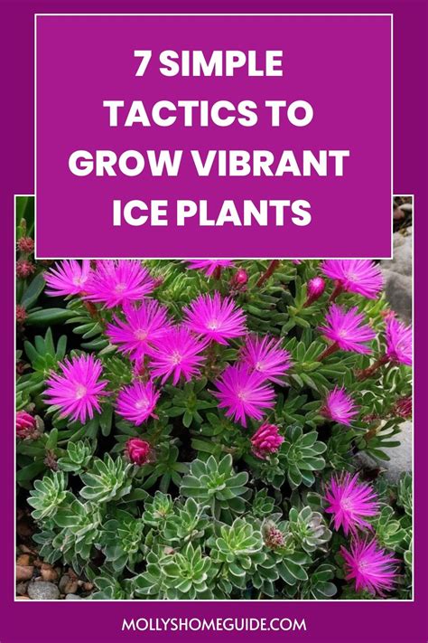 Best 13 How To Grow And Care For Ice Plants Artofit