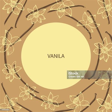 바닐라 레이블 템플릿 배경입니다 꽃과 바닐라 식물 벡터 그림의 꼬투리 향기로운 향신료 라벨 향신료 포장 로고 카드 배너 손으로 그린 디자인 요소 가지 식물 부위에 대한 스톡