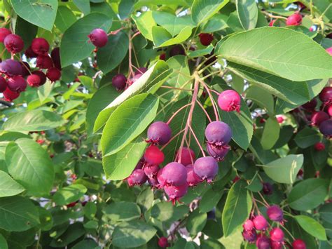 Shadblow Serviceberry Vinland Valley Nursery