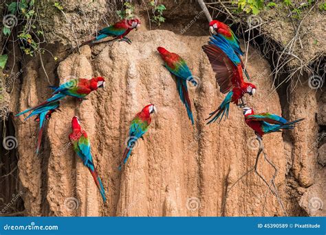 Macaws Clay Lick Peruvian Amazon Jungle Madre De Dios Peru Royalty Free