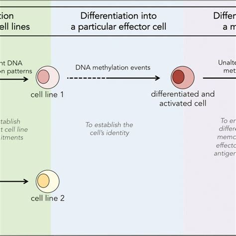 Dna Methylation Events Are Involved In Immune Cell Development