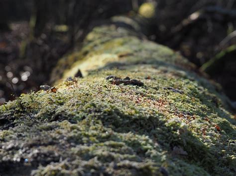 Tree Trunk Moss Free Photo On Pixabay Pixabay