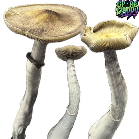 B Isolated Spore Syringe 10ml Spore Daddy