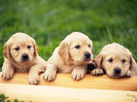 Download Photo A Happy Pup Playing In The Park Wallpaper