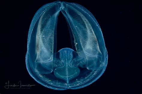 Ctenophore Winged Comb Jelly Ocyropsis Maculata
