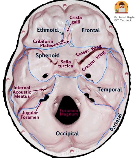 Temporal Bone Anatomy— High Yield Revision Best Diagrams