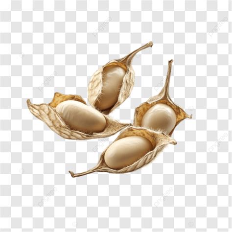 Three Peanut Shells With Peanuts Inside Peanut Shells Peanuts