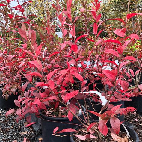Vaccinium Corymbosum Ginos Nursery