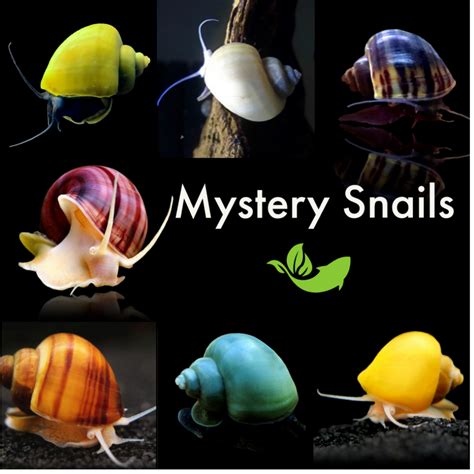 Mystery Snails Description At James Jain Blog