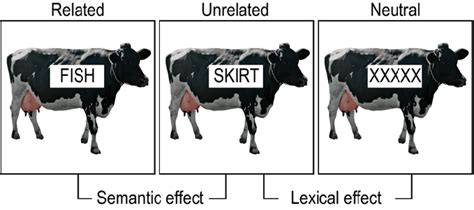 Example Of Picture Word Interference Stimuli For Related Left