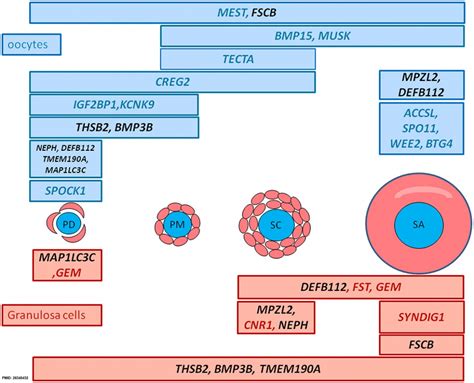 Sheep Development Embryology
