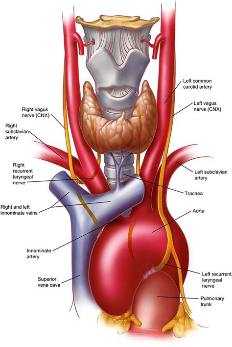 Anatomy Of The Trachea Thoracic Surgery Clinics