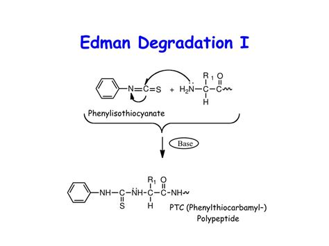 Ppt Protein Structure Powerpoint Presentation Free Download Id3992495