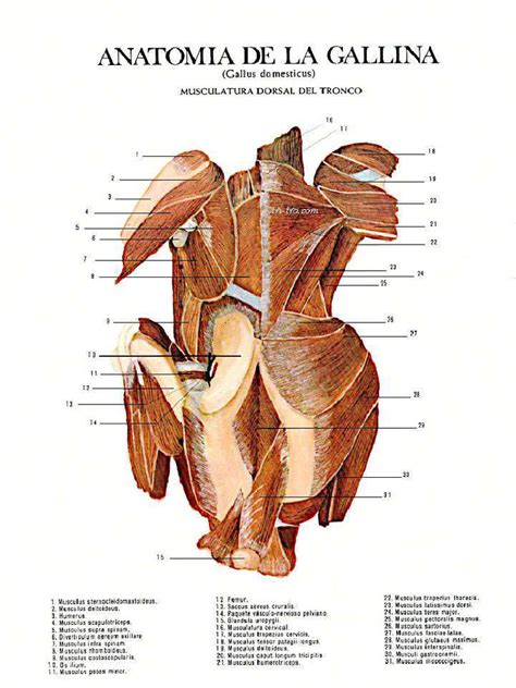 Musculatura Dorsal Del Tronco Pdf