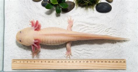 How Big Do Axolotls Get Size And Growth Chart