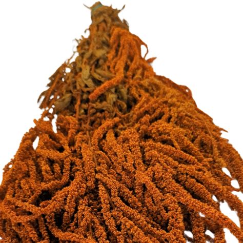 Hanging Amaranthus 50 80cm 150 Gram Orange
