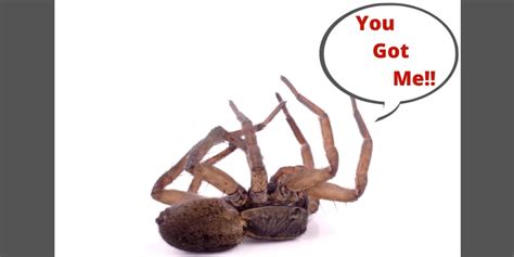 Does Bleach Kill Spiders 6 Steps To Kill Spiders Instantly