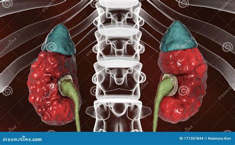 Enterococcus Faecium Bacteria Realistic Vector