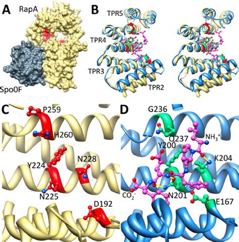 Alanine Scanning Mutagenesis Reveals The Phra Peptide Binding Pocket On Download Scientific