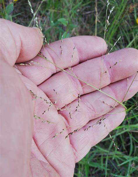 Long Leaved Redtop Panicgrass From Nacogdoches County Tx Usa On