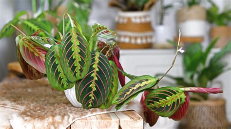 How To Care For A Prayer Plant An Expert Guide To