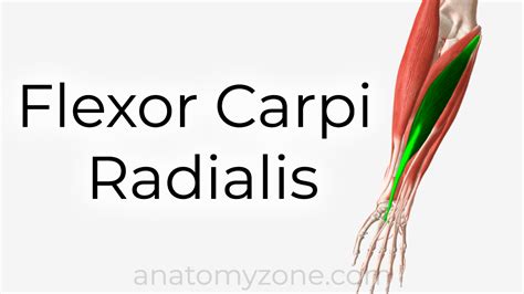 Upper Limb 3d Interactive Anatomy Tutorials