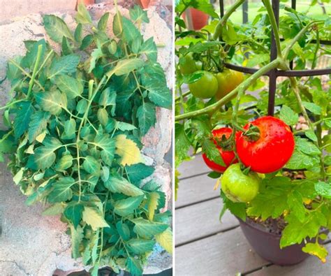 Step By Step Husky Cherry Red Tomato Pruning Secrets