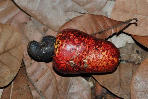 Mengolah Jambu Mete Untuk Meningkatkan Perekonomian Trubus