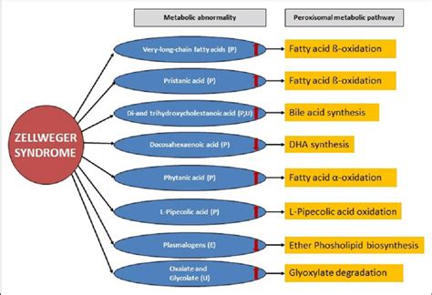 Sindrome De Zellweger Peroxissomos Peroxisome Biogenesis Disorder