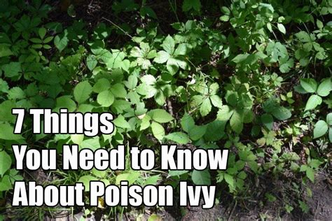 Poison Ivy Rash Memes