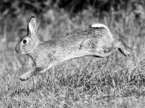 Sen Fuig El Conill… Tipografía La Moderna