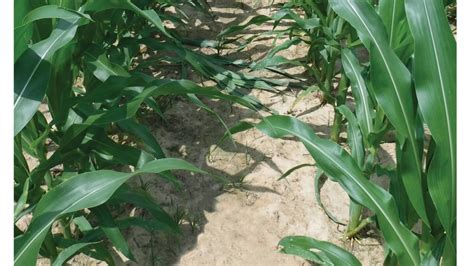Assess Your Herbicide Programs Success The Scoop Ag Retail News And Solutions For The Farmer