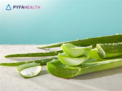 5 Manfaat Lidah Buaya Untuk Rambut Agar Tetap Sehat Pyfa Health