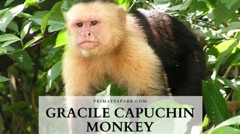 Gracile Capuchin Monkey Profile Facts Traits Primates Park