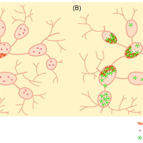 Nanoparticles Targeting Metastatic Lymph Nodes A Lm Mapping Agent Download Scientific