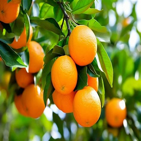 Orange Fruit Plant At ₹ 200 Plant Fruit Plant In Thanjavur Id 2854041542955