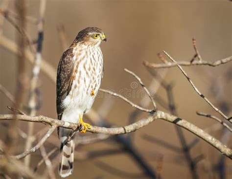 Sharp Shinned Hawk Sitting In A Tree Stock Image Image Of Bird Twig