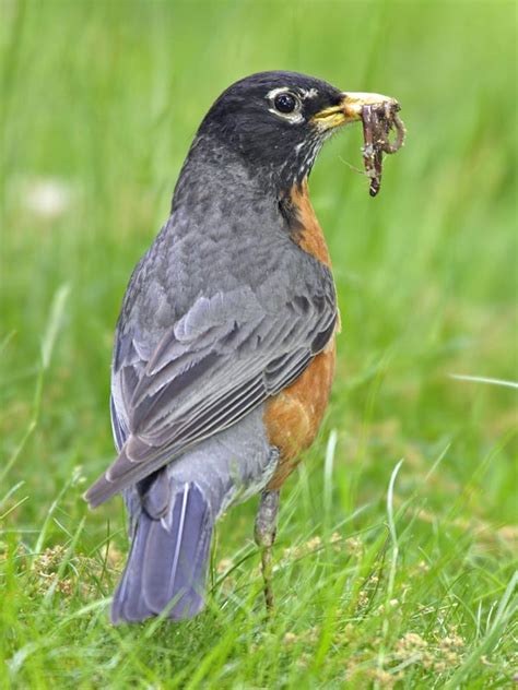Cheerio Robins Lead Mother Natures Morning Chorus