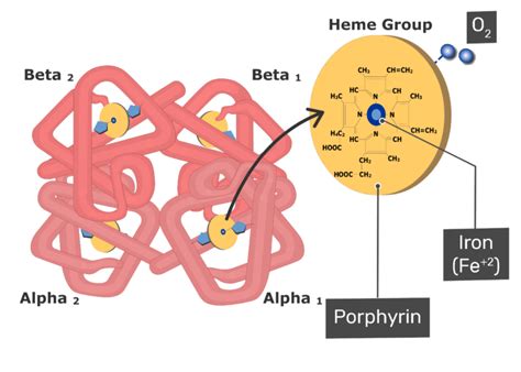 Hemoglobin Structure Function And Diagram Getbodysmart