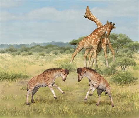 Ancient Giraffe Relative Was Evolutions Headbutting Champion Perhaps