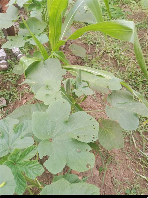 Project10 Stem Garden Initiative