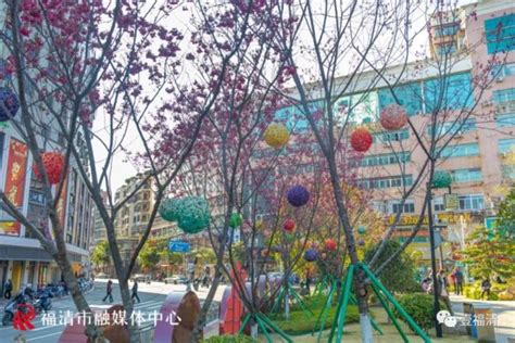 無需遠行！福清城區多處櫻花林驚艷盛放！地點就在 壹讀