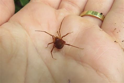 Opiliones Project Noah