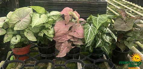 Nephthytis Neon 6 In Morning Dew Tropical Plants