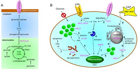 Diagramme Des Phospholipides Phospholipide Larousse