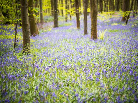 Best Places To See Wildflowers In The Uk From Cherry Blossom To Bluebells