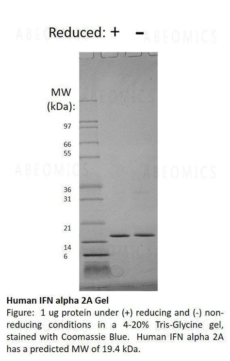 Human Interferon Alpha 2a Recombinant Protein